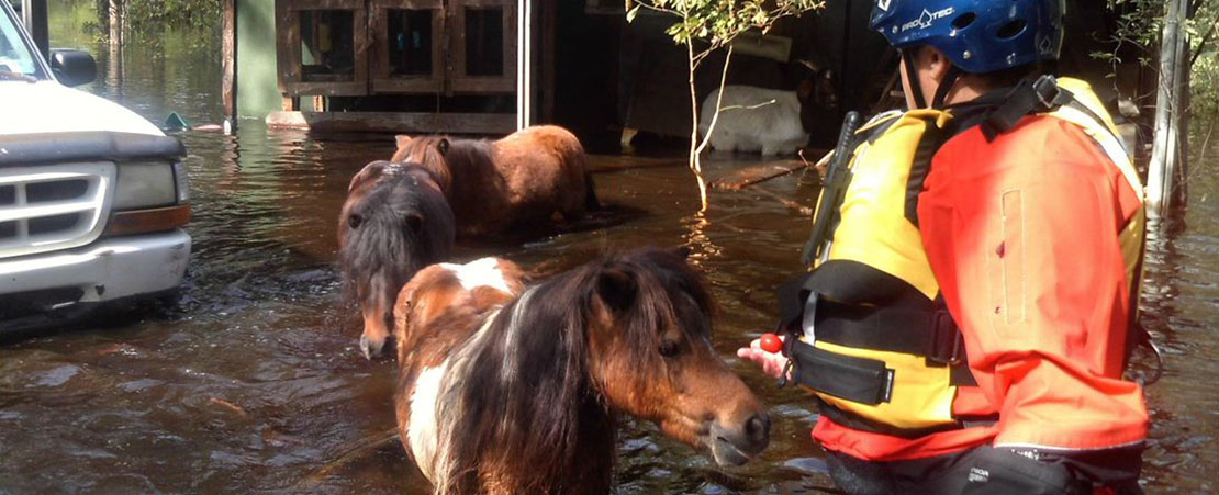 Emergency Programs - Veterinary Response Corps | NC Agriculture
