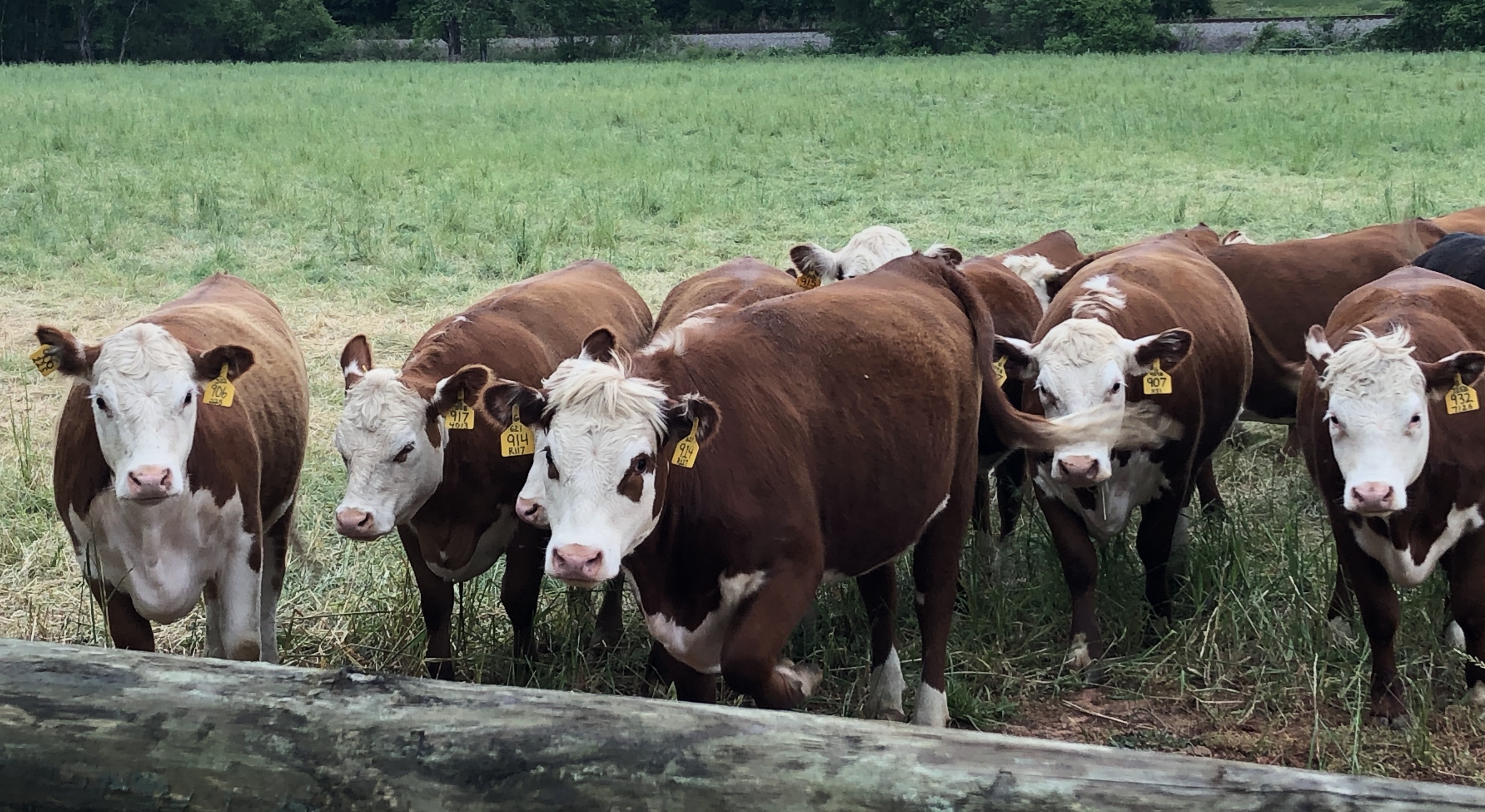 NC Agricultural Finance Authority - Series III "Ag Start" Beginning ...