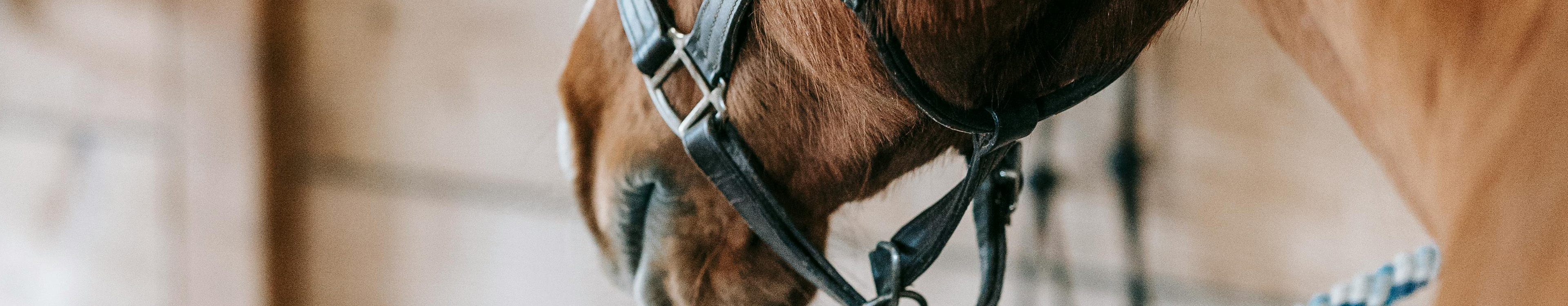 Barns & Stalls | NC Agriculture