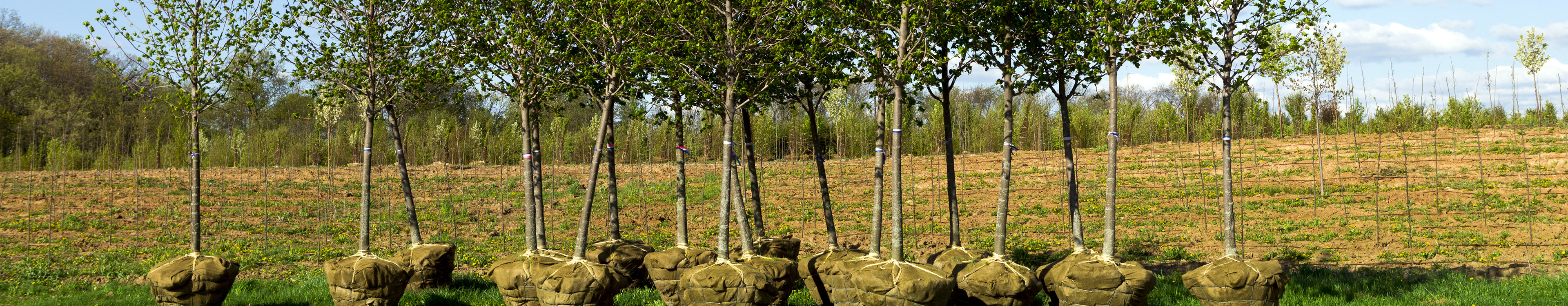 N.C. Forest Service - Urban Forestation and Tree Planting | NC Agriculture