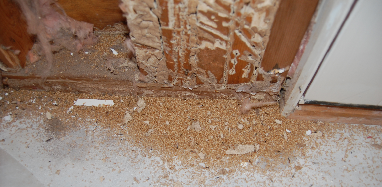 Structural Pest Control and Pesticides - Structural Investigation and ...