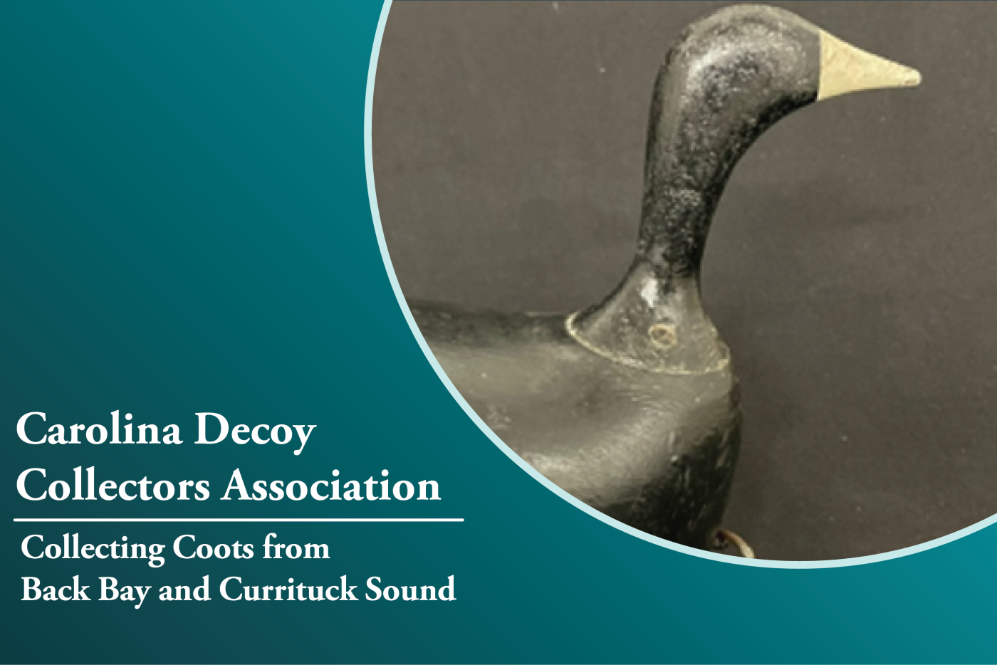Carolina Decoy Collectors Association: Collecting Coots from Back Bay ...