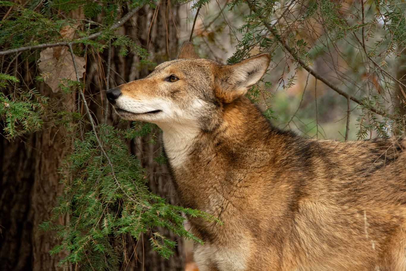 Freedom’s Howl: The Song of the Red Wolves | america250