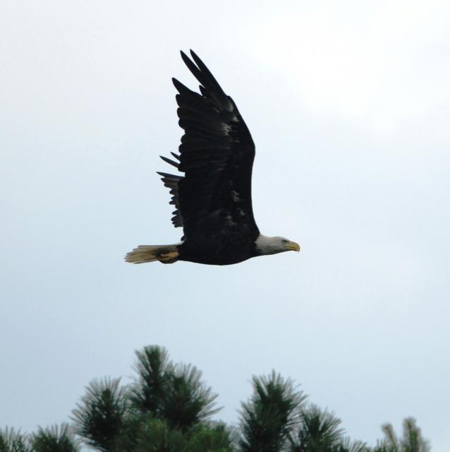20 Places to See the National Bird in North Carolina | america250