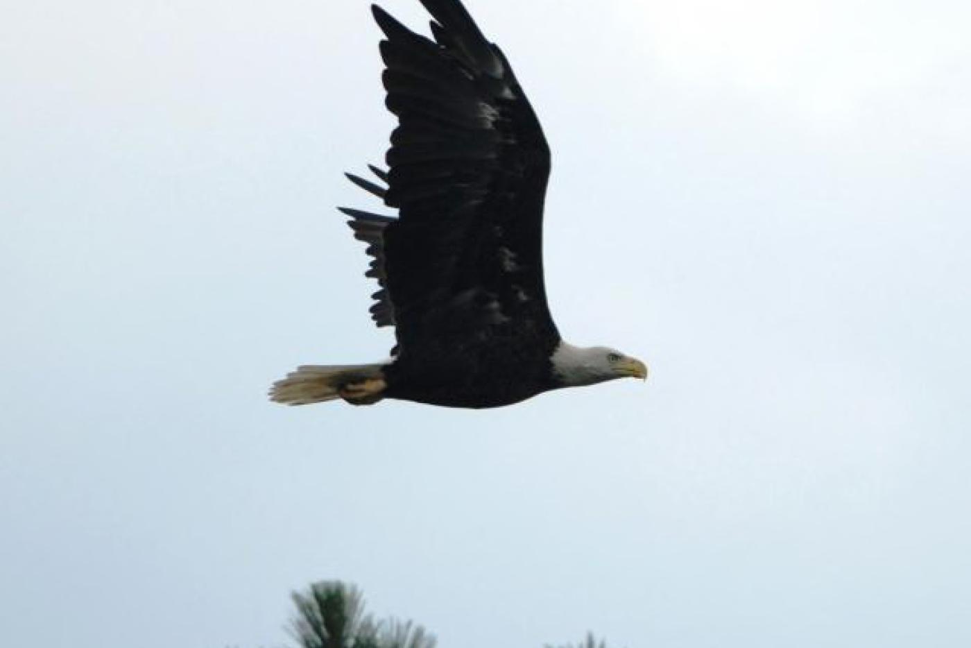 20 Places to See the National Bird in North Carolina | america250