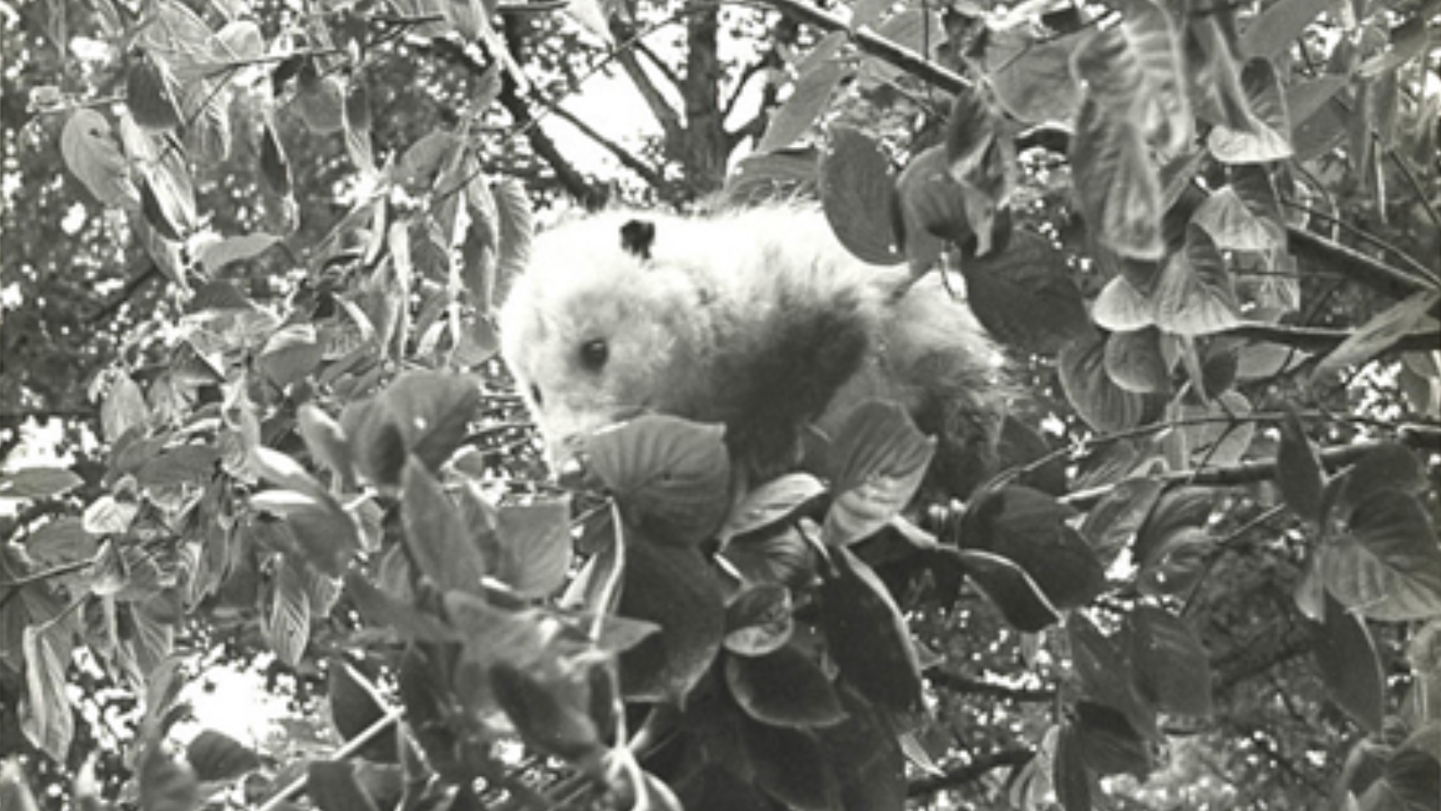 Slow Poke the Pretty Possum: | NCMOH