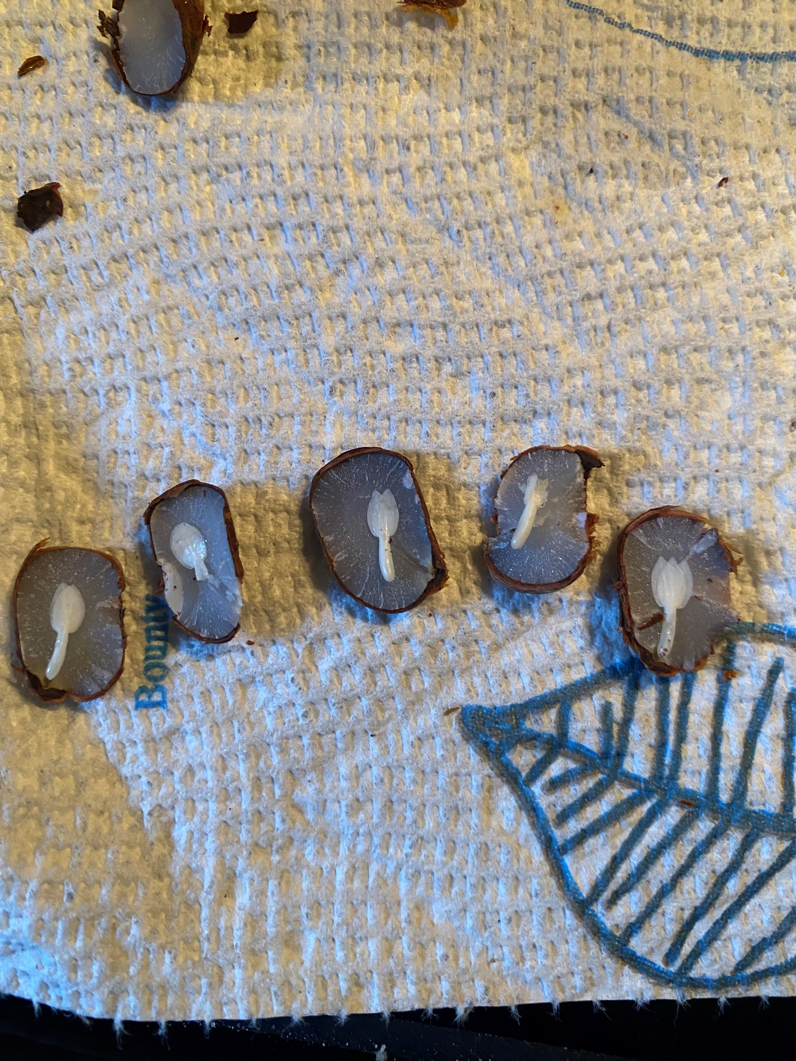 Signs in the Seeds | NCMOH