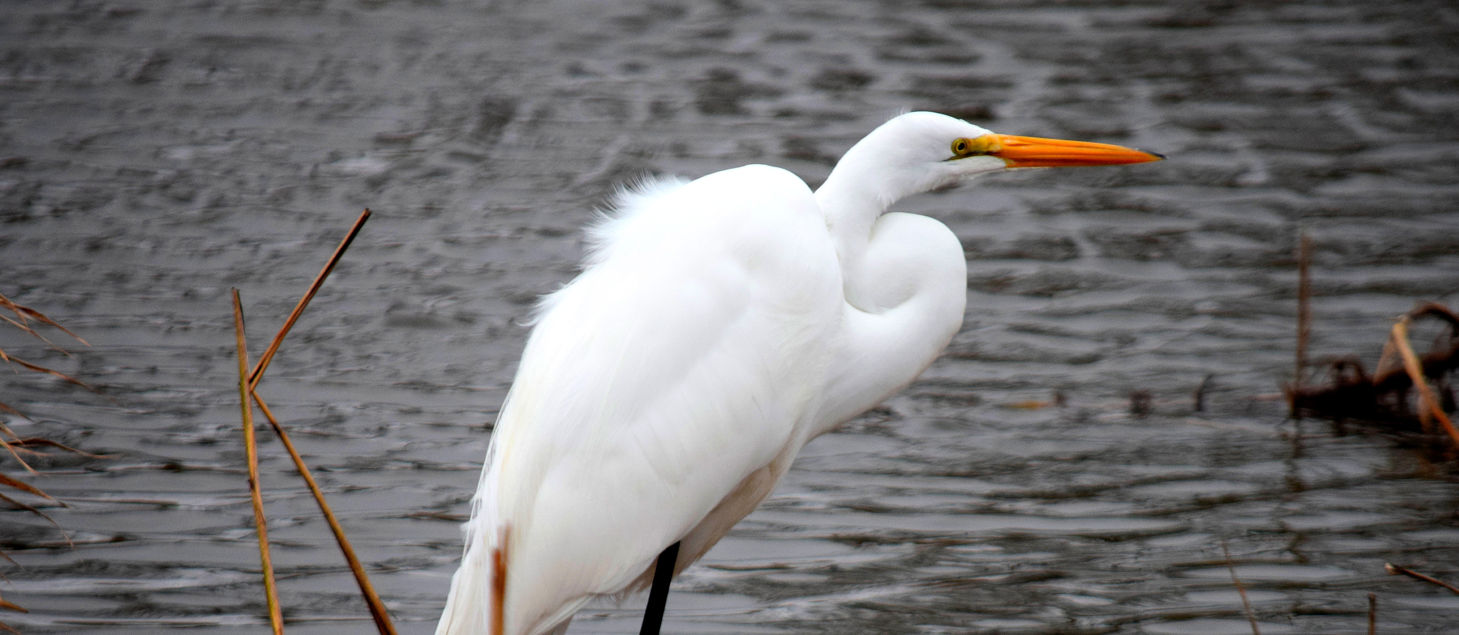 Our Estuary | APNEP
