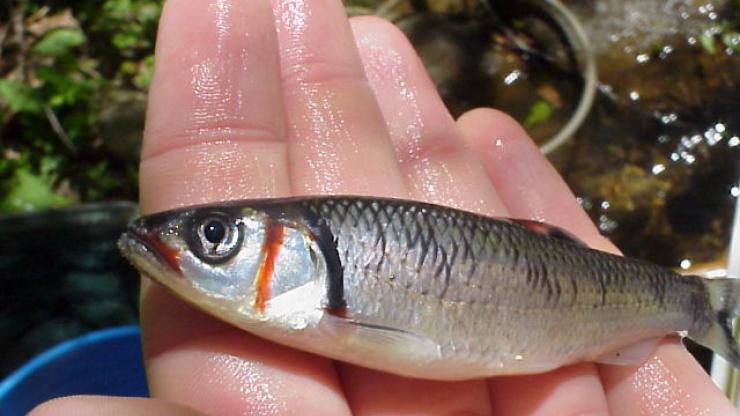 Fish Community Assessment Data | NC DEQ