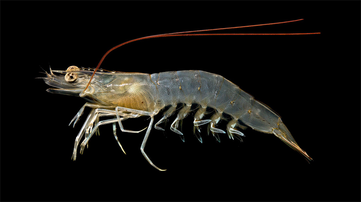 Crustaceans | NC DEQ