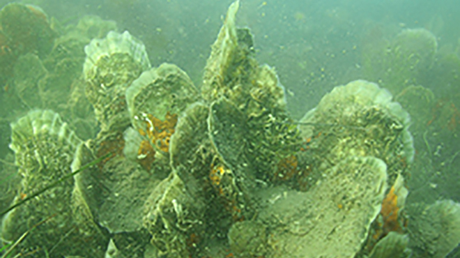 Interest in Shellfish Aquaculture Leads to Misconceptions about ...