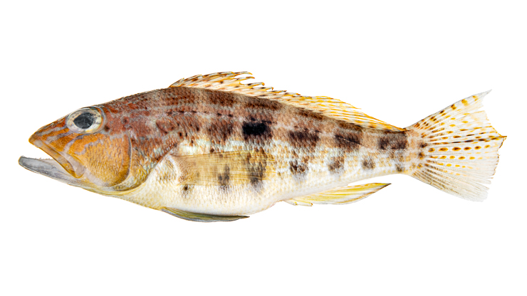 Bank Sea Bass Nc Deq