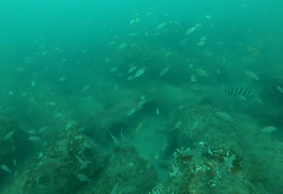 Artificial Reef Projects | NC DEQ