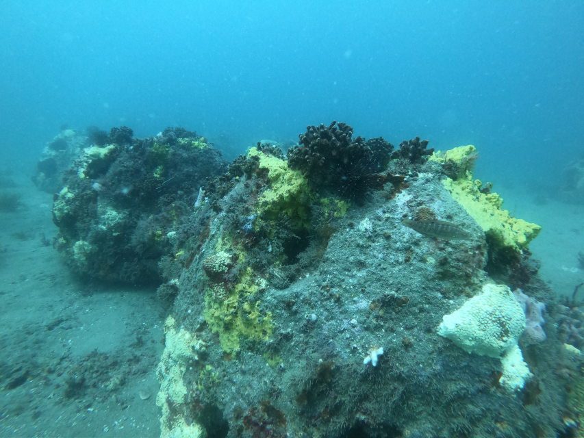 Artificial Reef Projects | NC DEQ