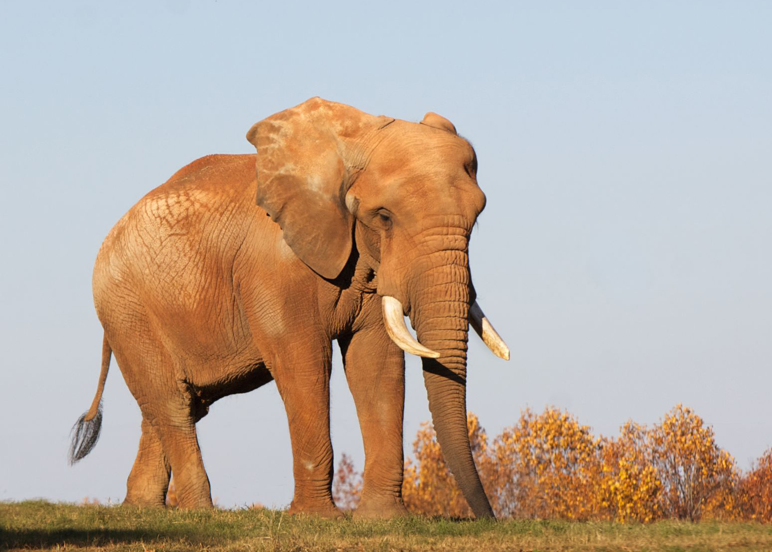 World Wildlife Day: Tracking Elephants From Space | NC DNCR