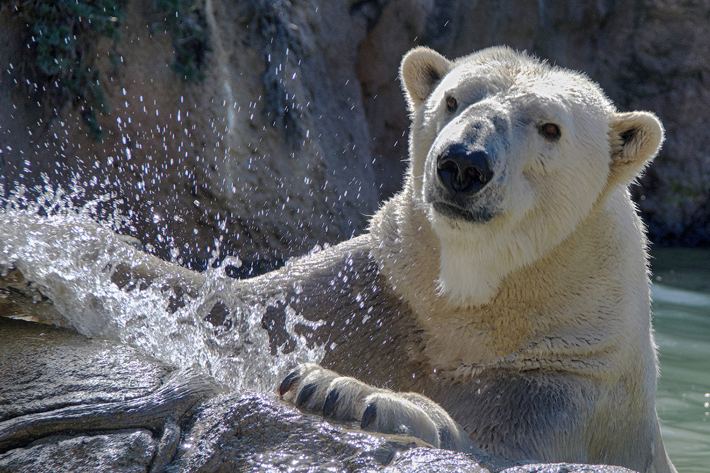 North Carolina Zoo mourns the loss of polar bear Payton | NC DNCR