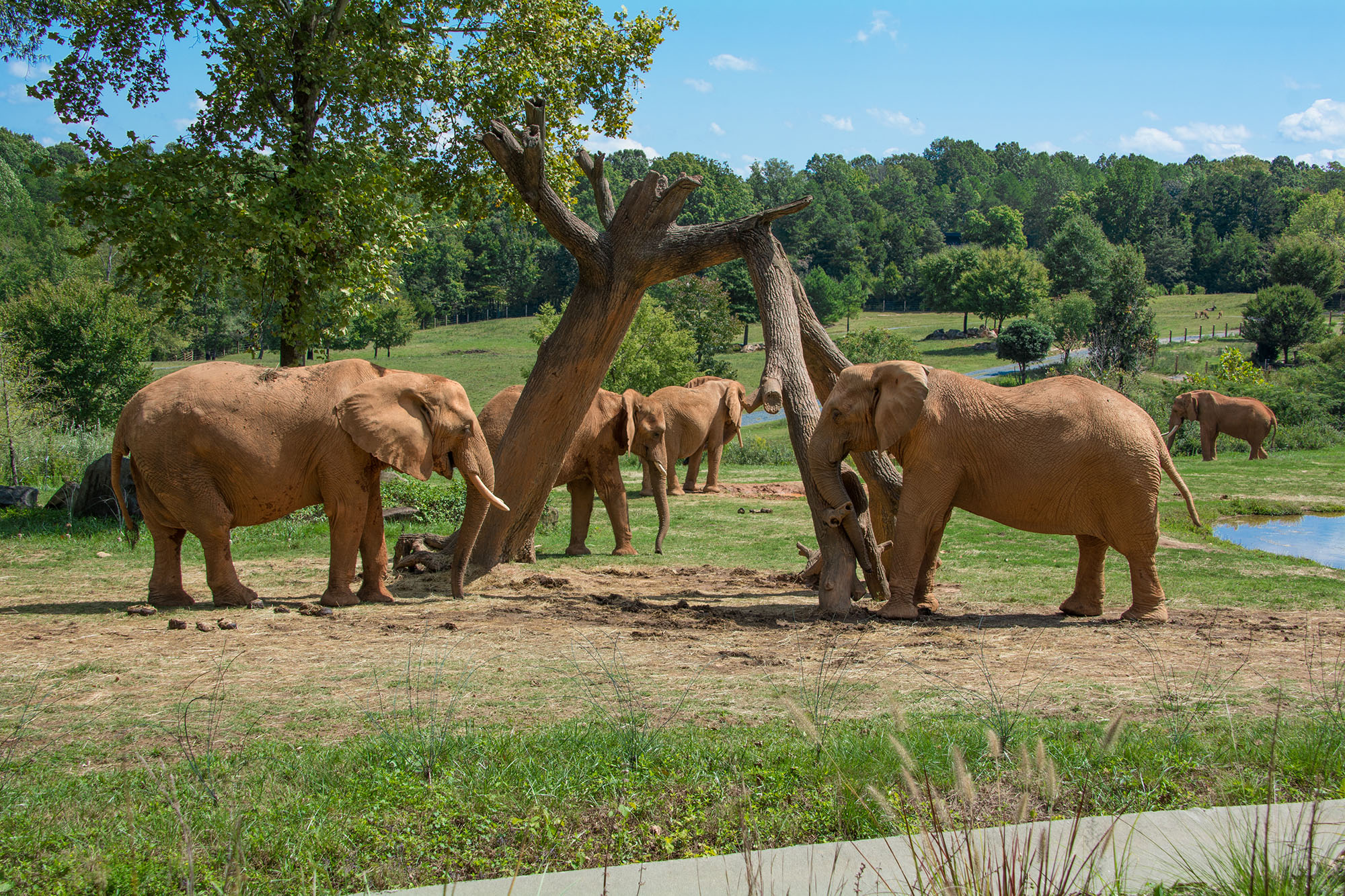 North Carolina Zoo Offering Special Discount Admission for Randolph ...