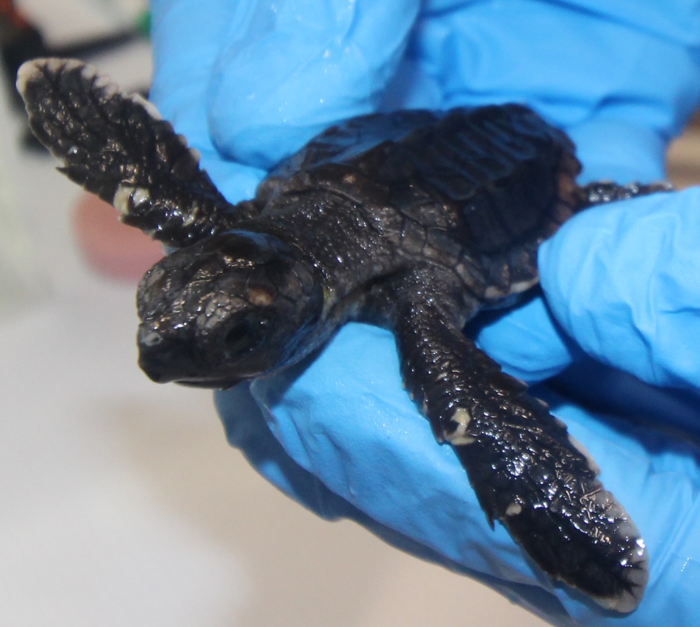 Two Loggerhead Sea Turtle Hatchlings to Make Debut | NC DNCR