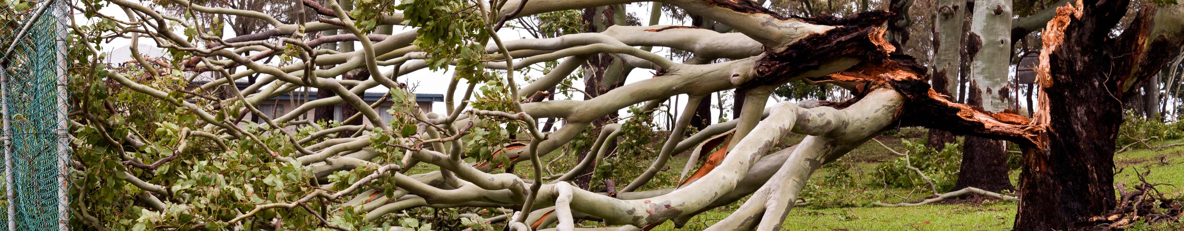 Landscape Restoration Following a Natural Disaster | NC HPO