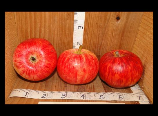 Apple Index - "Bald Mountain" to "Black Jack" | NC Historic Sites