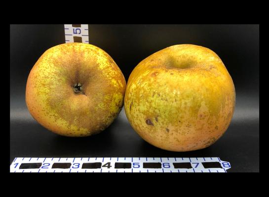 Apple Index - "Black Limbertwig to Bushy Top" | NC Historic Sites