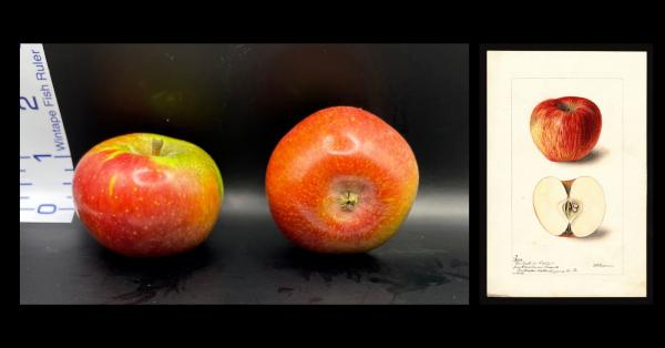 Apple Index - "Rall's Janet to Red Rebel" | NC Historic Sites