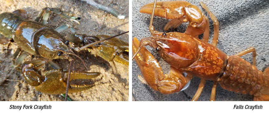 Biologists Discover Two New Crayfish Species in Western North Carolina ...