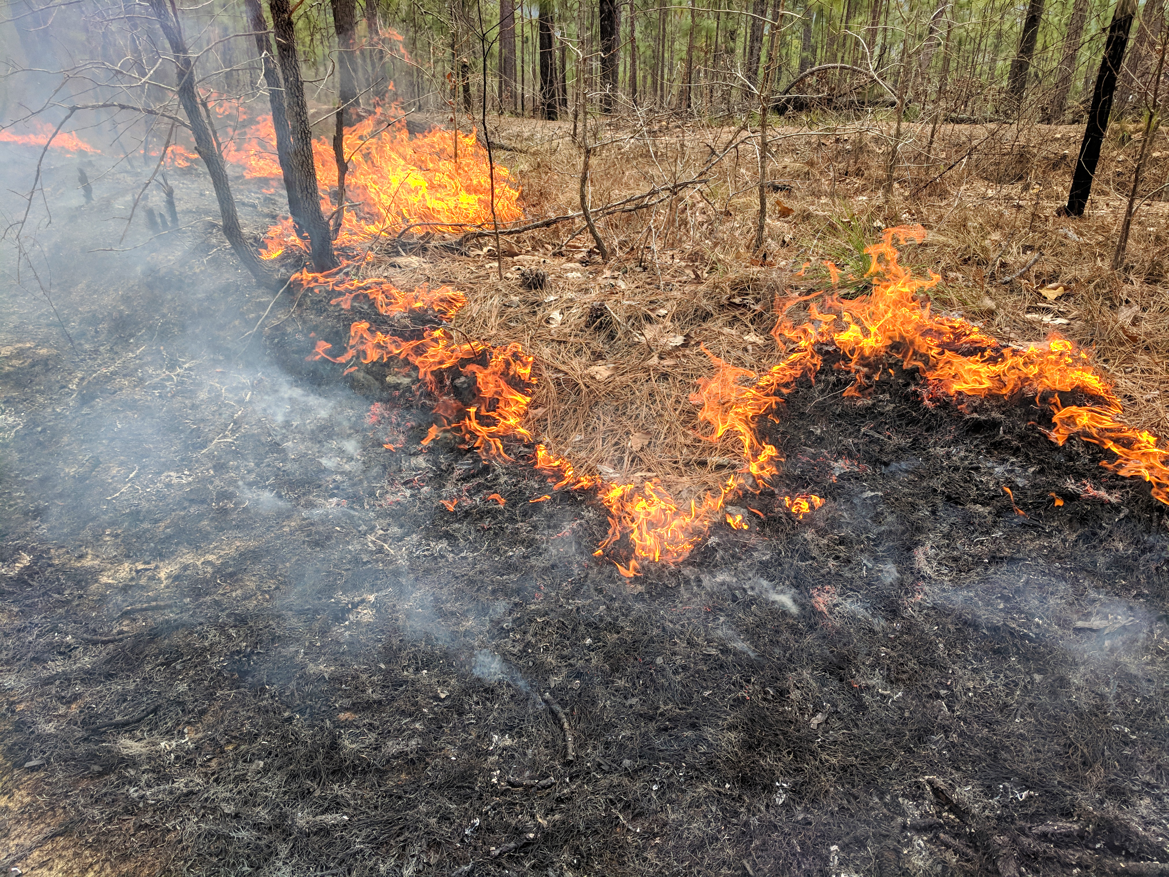 Fire Works for Wildlife! | NC Wildlife