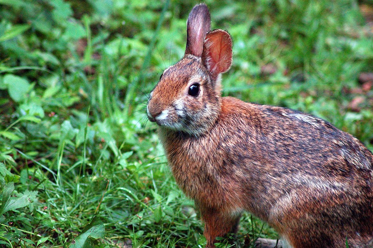 Appalachian Cottontail Rabbit | NC Wildlife