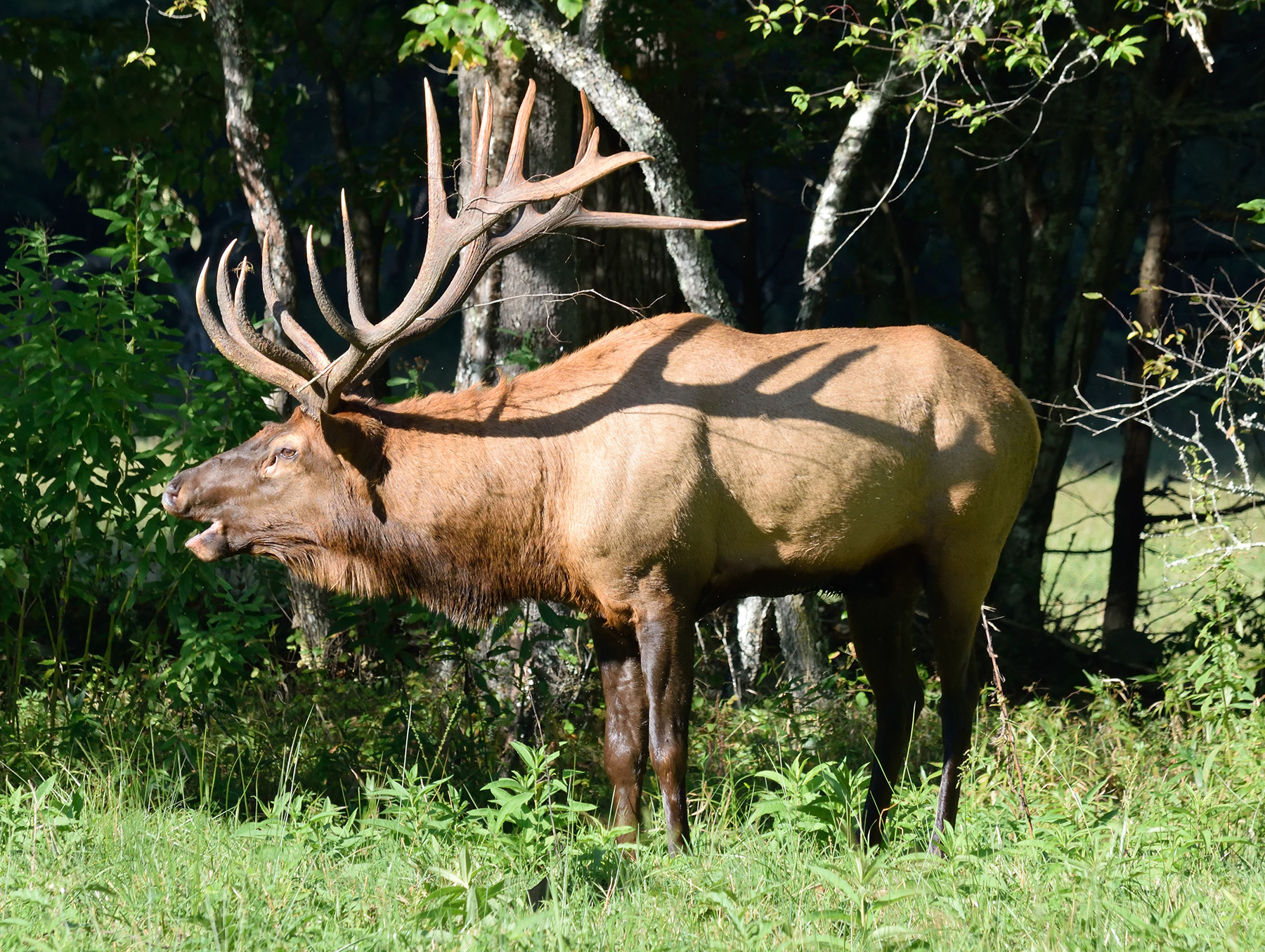 Elk | NC Wildlife