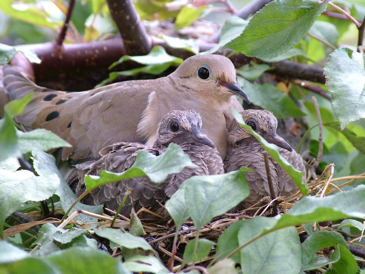 Mourning Dove | NC Wildlife
