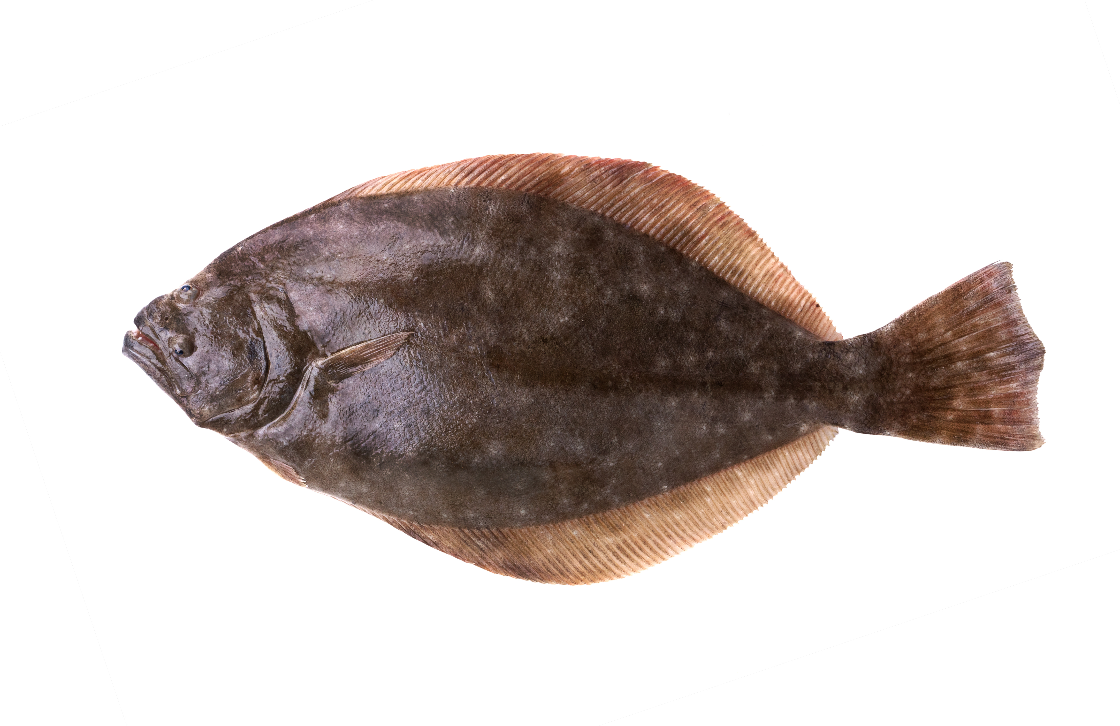 Wildlife Commission Announces 2026 Recreational Flounder Season | NC ...