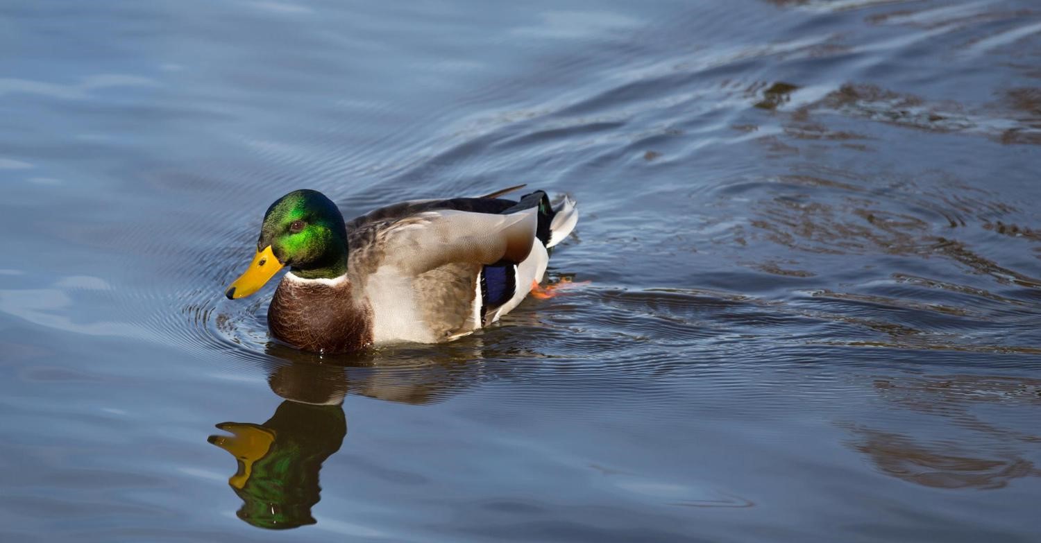 Federal Duck Stamp Changes Take Effect July 1 | NC Wildlife