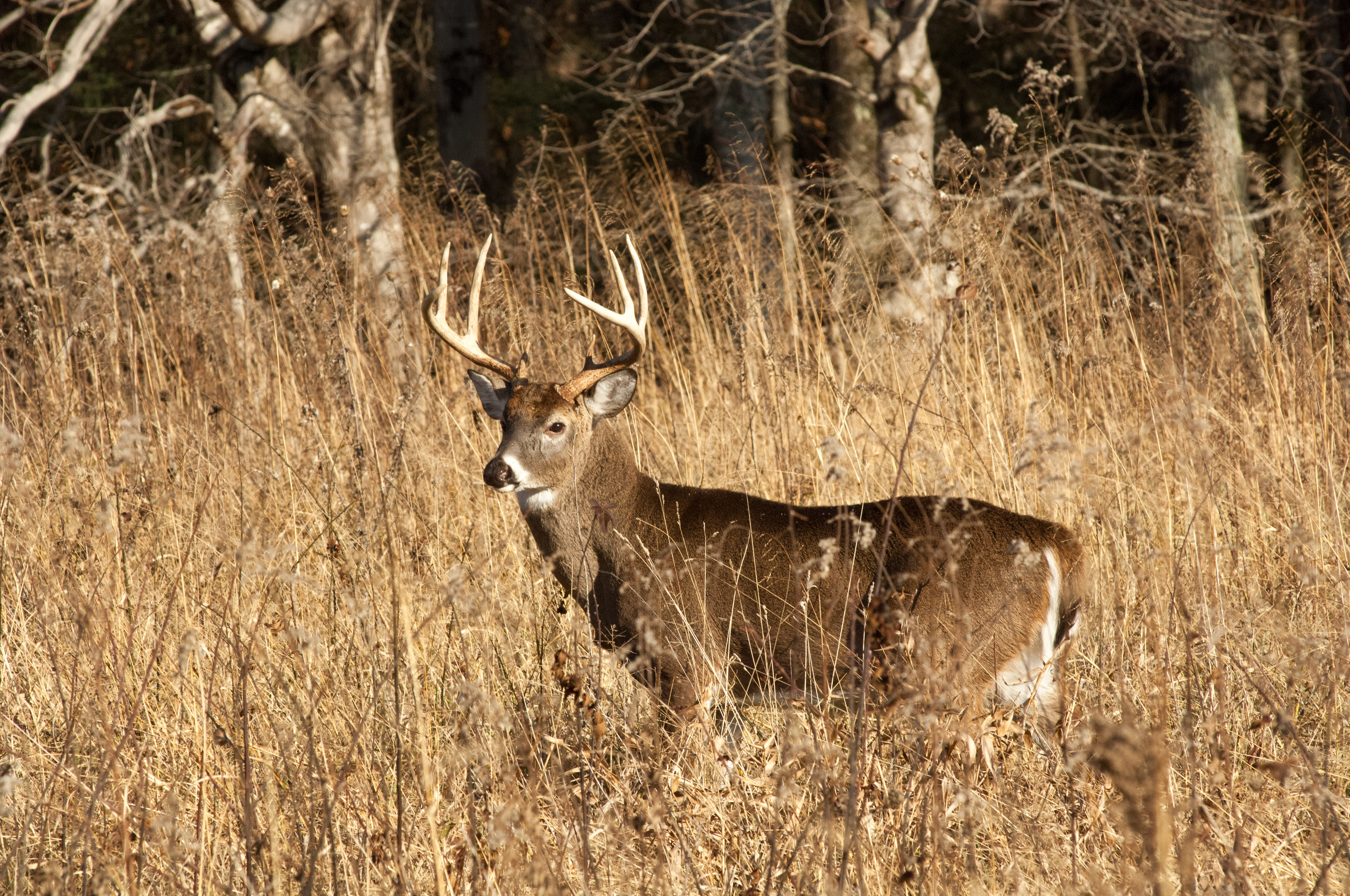 Wildlife Commission Announces 2025-2026 CWD Surveillance Areas | NC ...