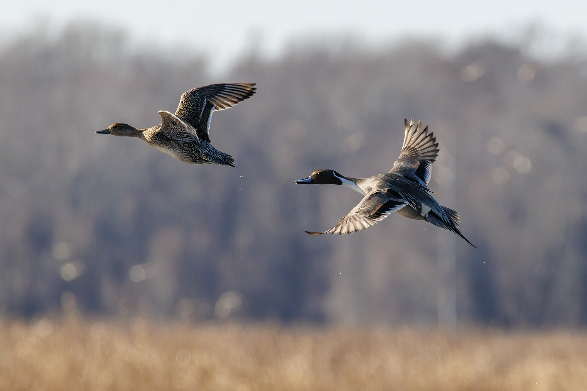 NC 2025-26 Waterfowl Season | North Carolina Hunting and Fishing Forums