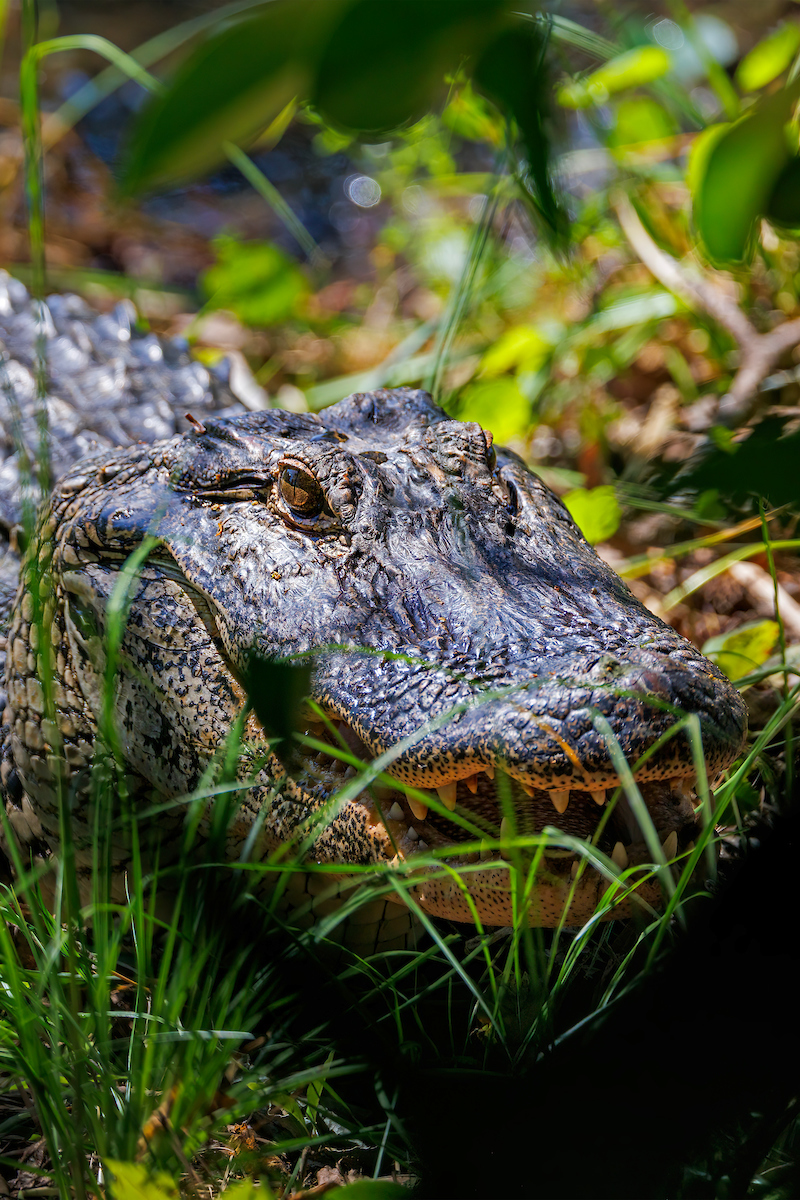 Yes, Alligators Live in North Carolina - Are You GatorWise? | NC Wildlife