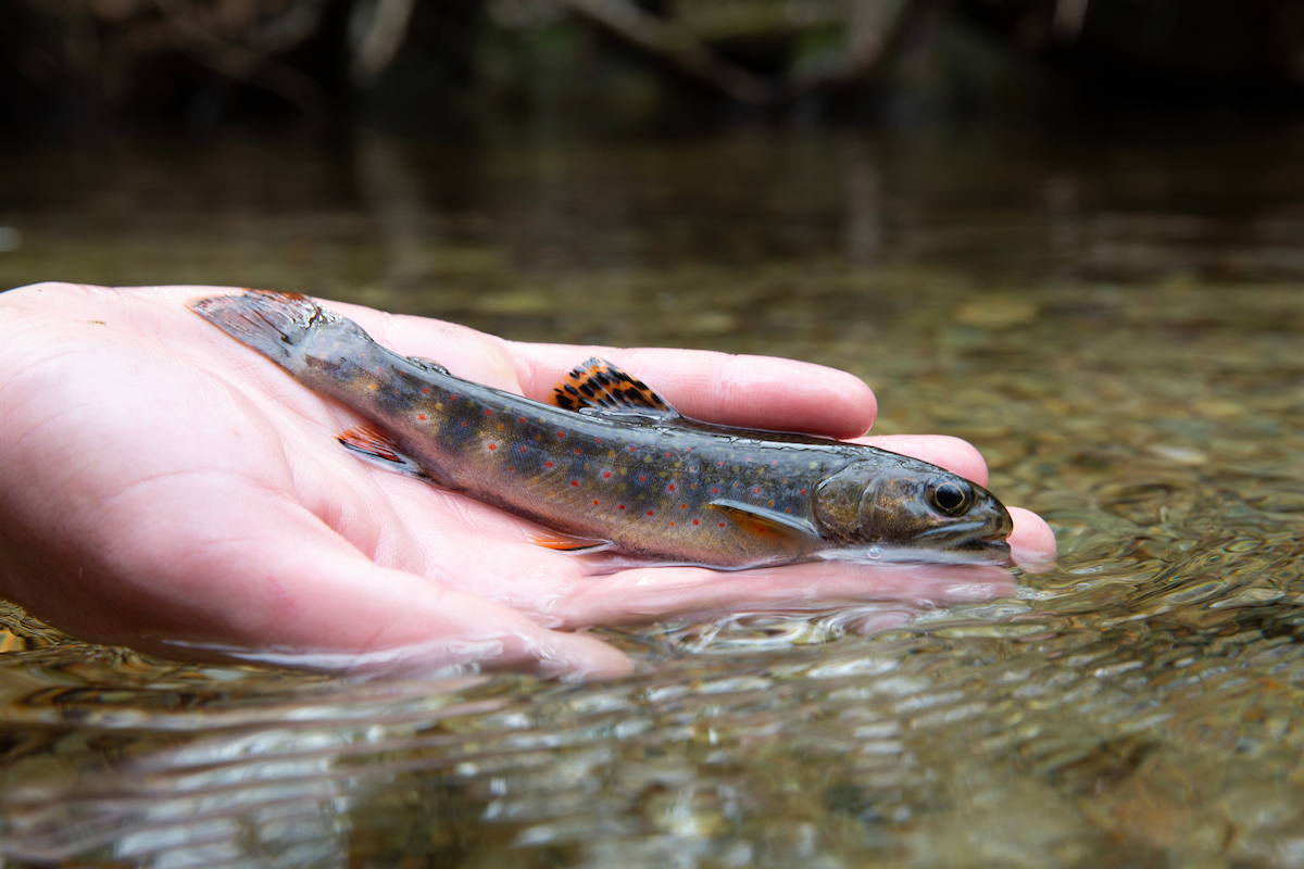 Mountain Trout Jeopardized by Unauthorized Stocking | NC Wildlife
