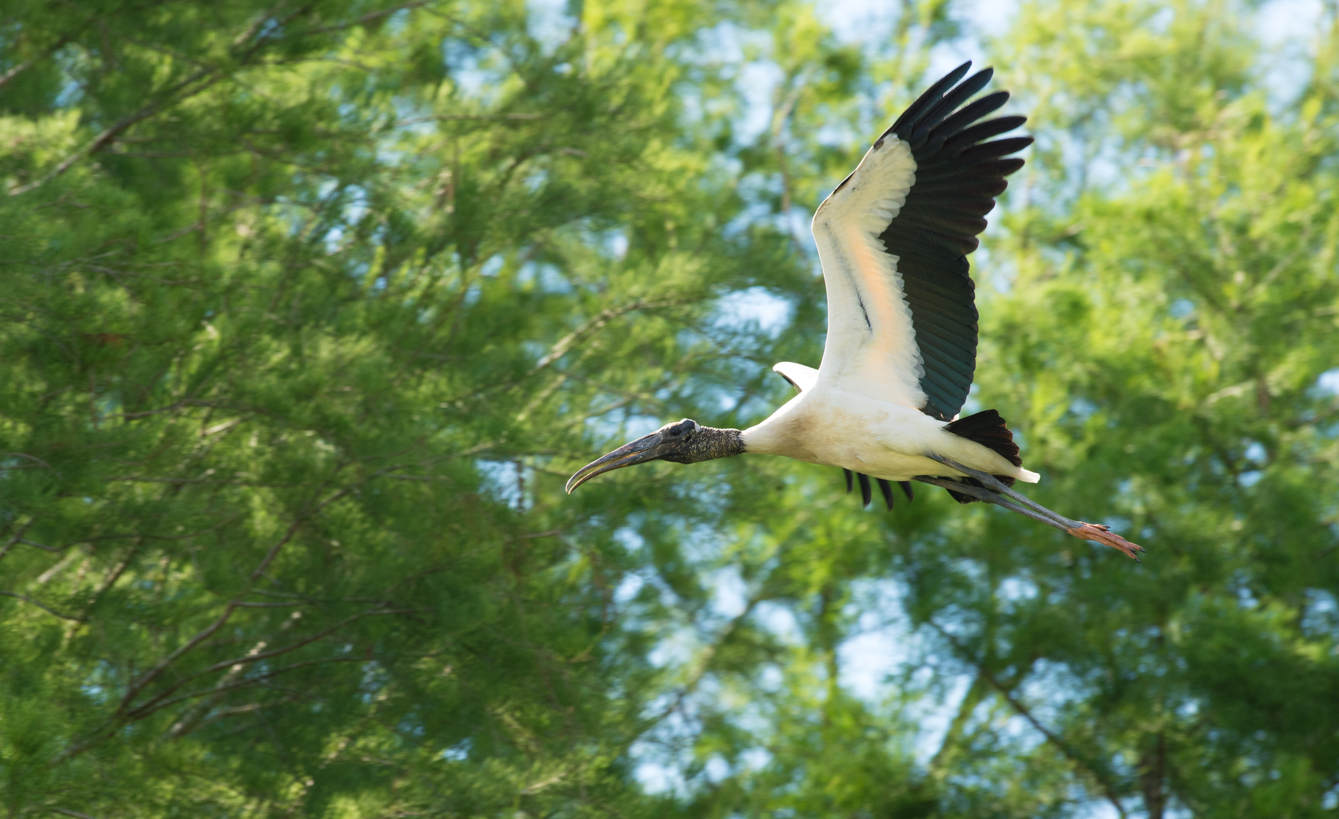 Wildlife Commission Seeks Public Comment for Draft 2025 Wildlife Action ...