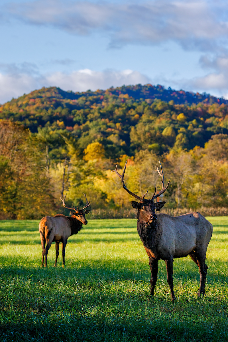 Admire North Carolina’s Elk, From a Distance | NC Wildlife