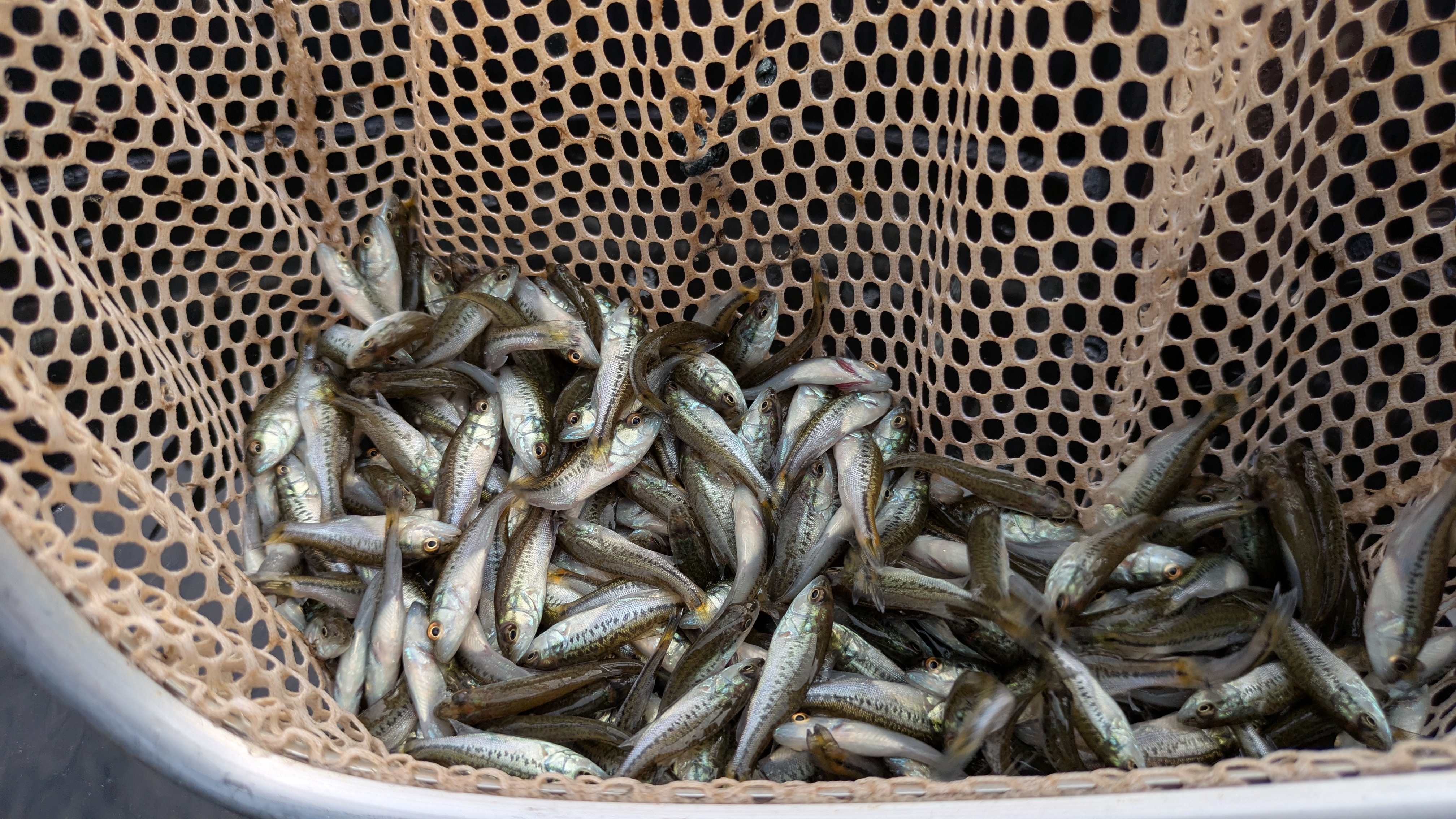 F1 Stocking Program Overview | NC Wildlife