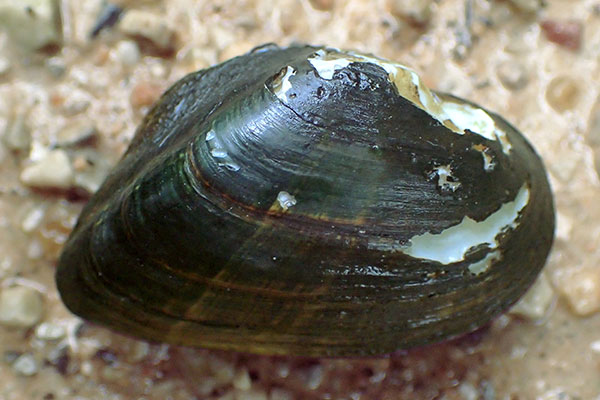 Slippershell Mussel | NC Wildlife
