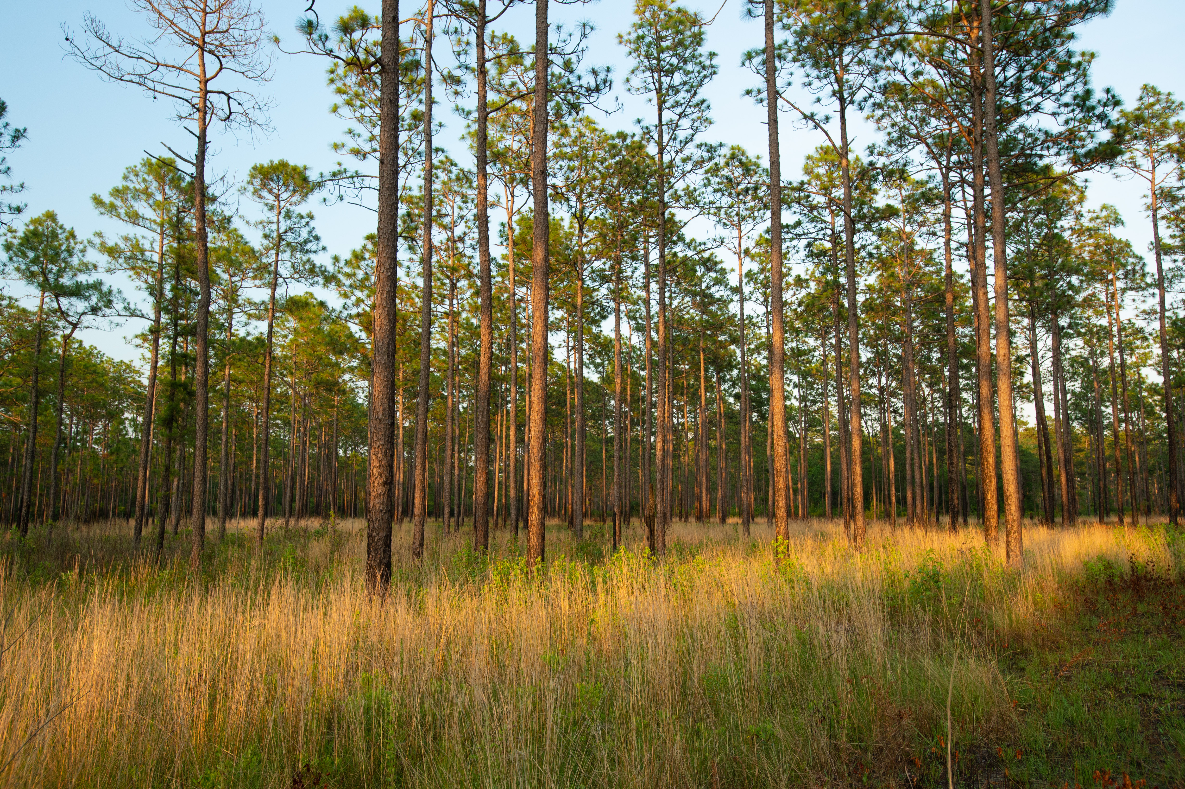 Wildlife Conservation Land Program (NCWRC) | NC Wildlife
