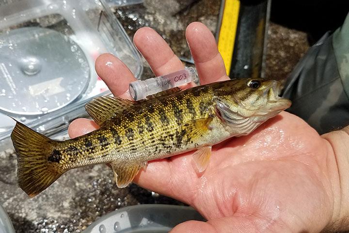 Bartram's Bass | NC Wildlife