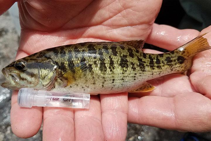 Bartram's Bass | NC Wildlife