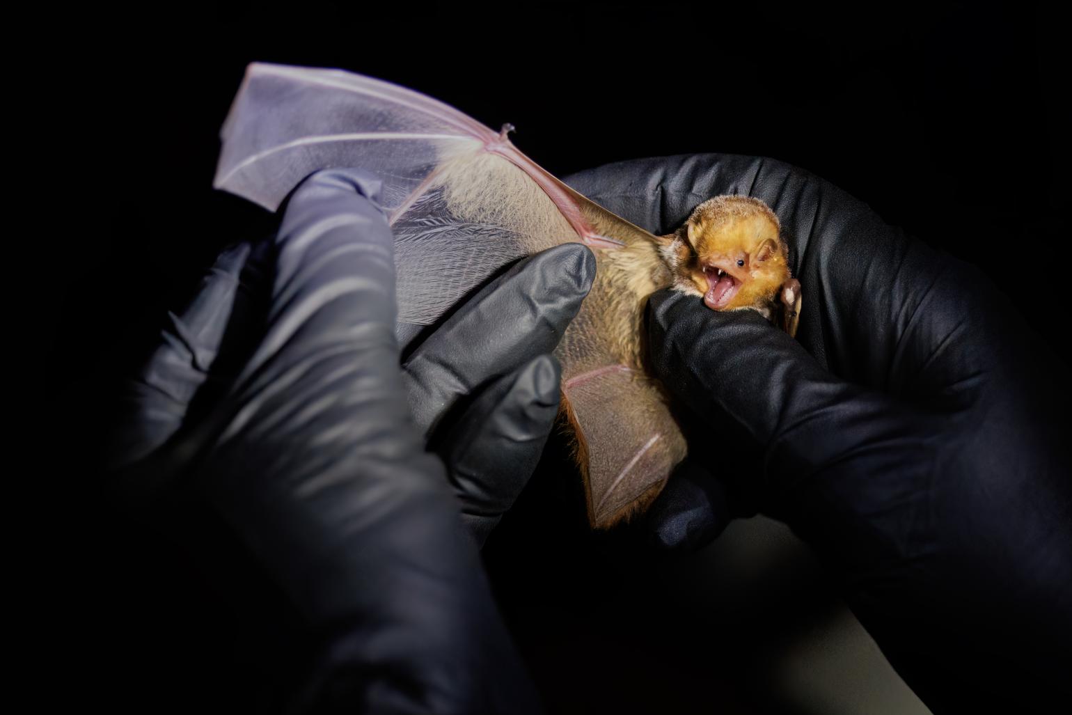 Mist Net Survey at Preserve Lays Groundwork for Bat Conservation | NC ...