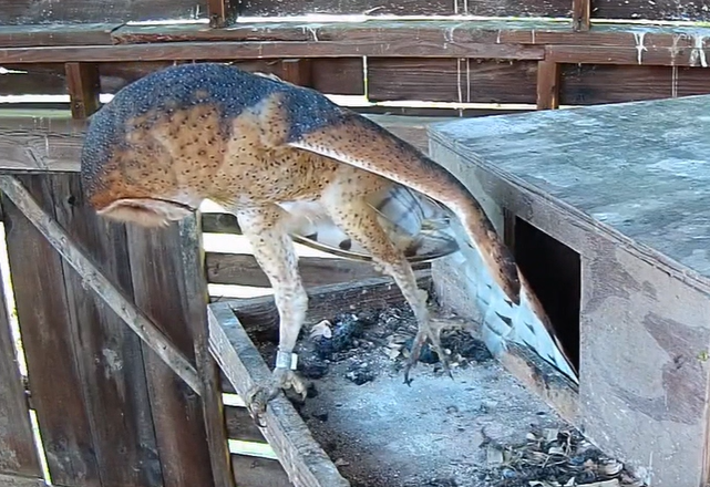 Barn Owl Live Cam | NC Wildlife