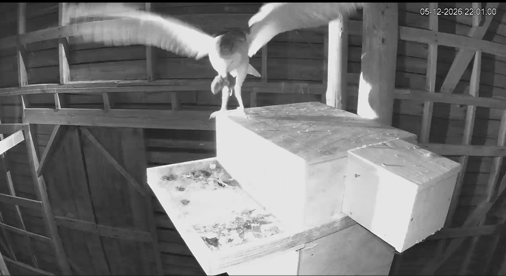 Barn Owl Live Cam | NC Wildlife