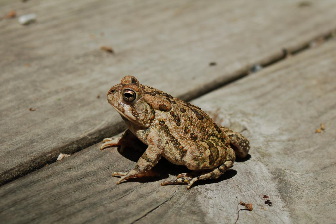 Fowler's Toad | NC Wildlife