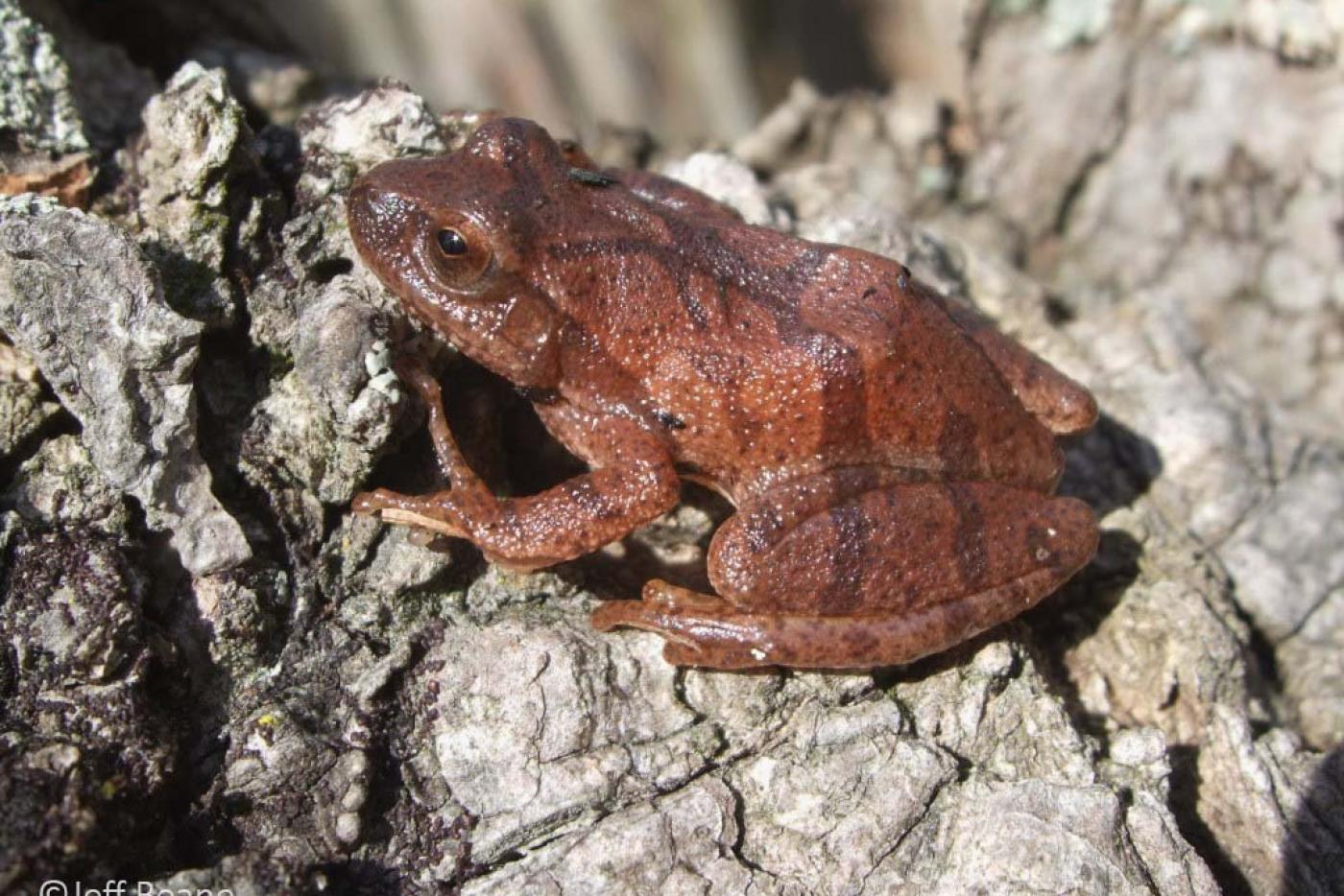 Spring Peeper | NC Wildlife