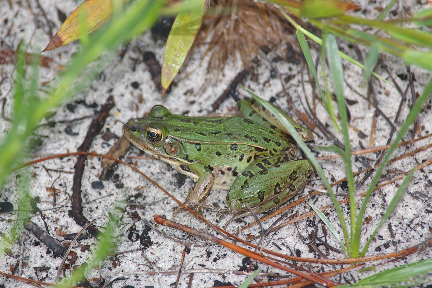 Southern Leopard Frog | NC Wildlife
